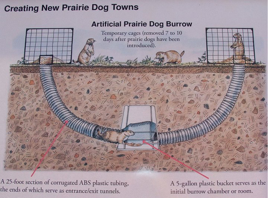 Learn More - Prairie Dog Pals