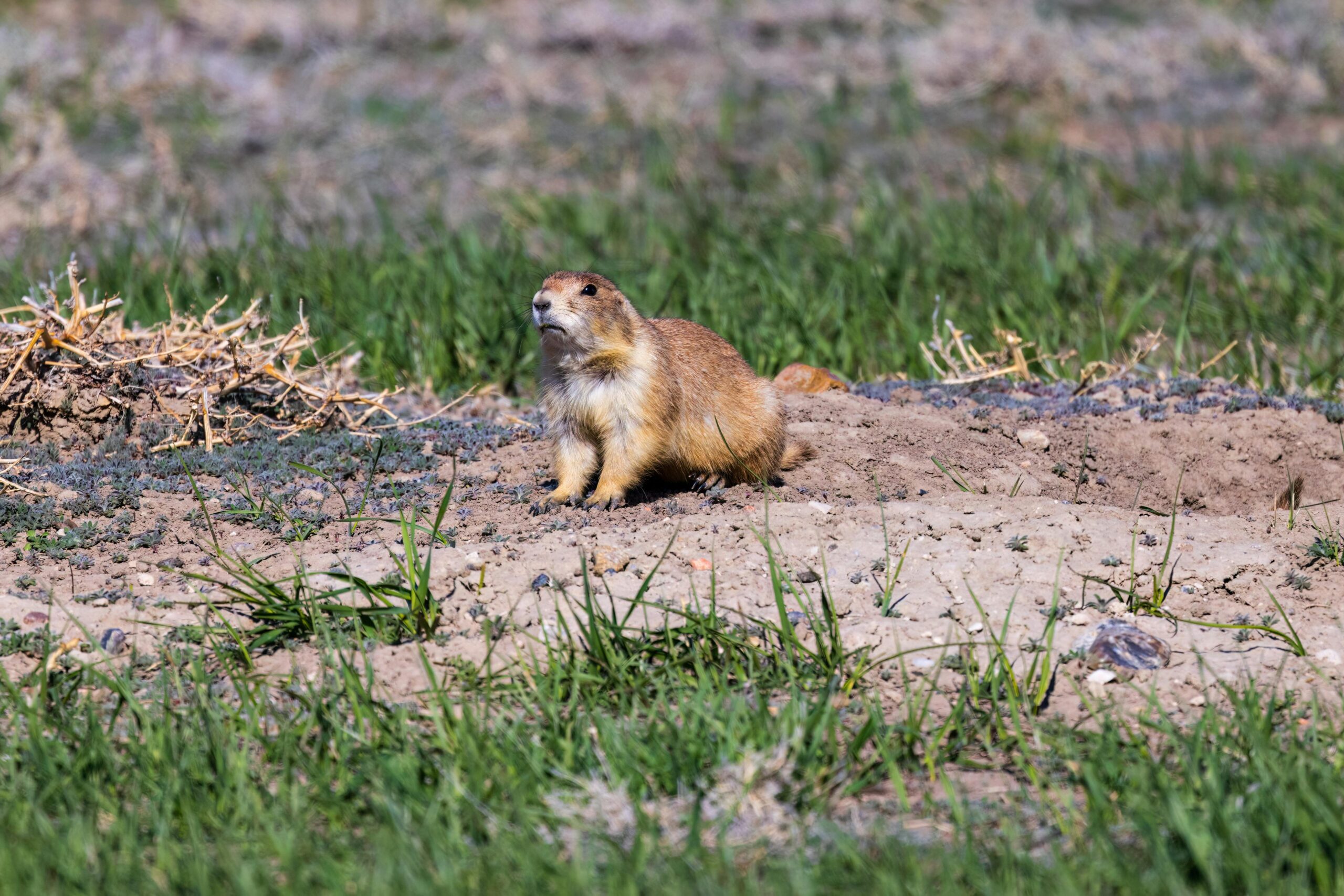 Potential Landscapes for Conservation of the Black-­ Tailed - Prairie ...